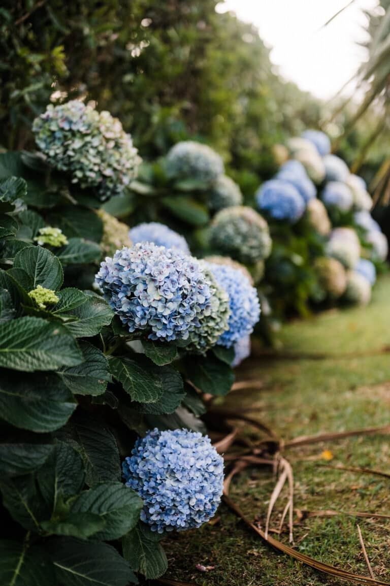 Picturesque Elopement in the Azores, Portugal » Sam Starns